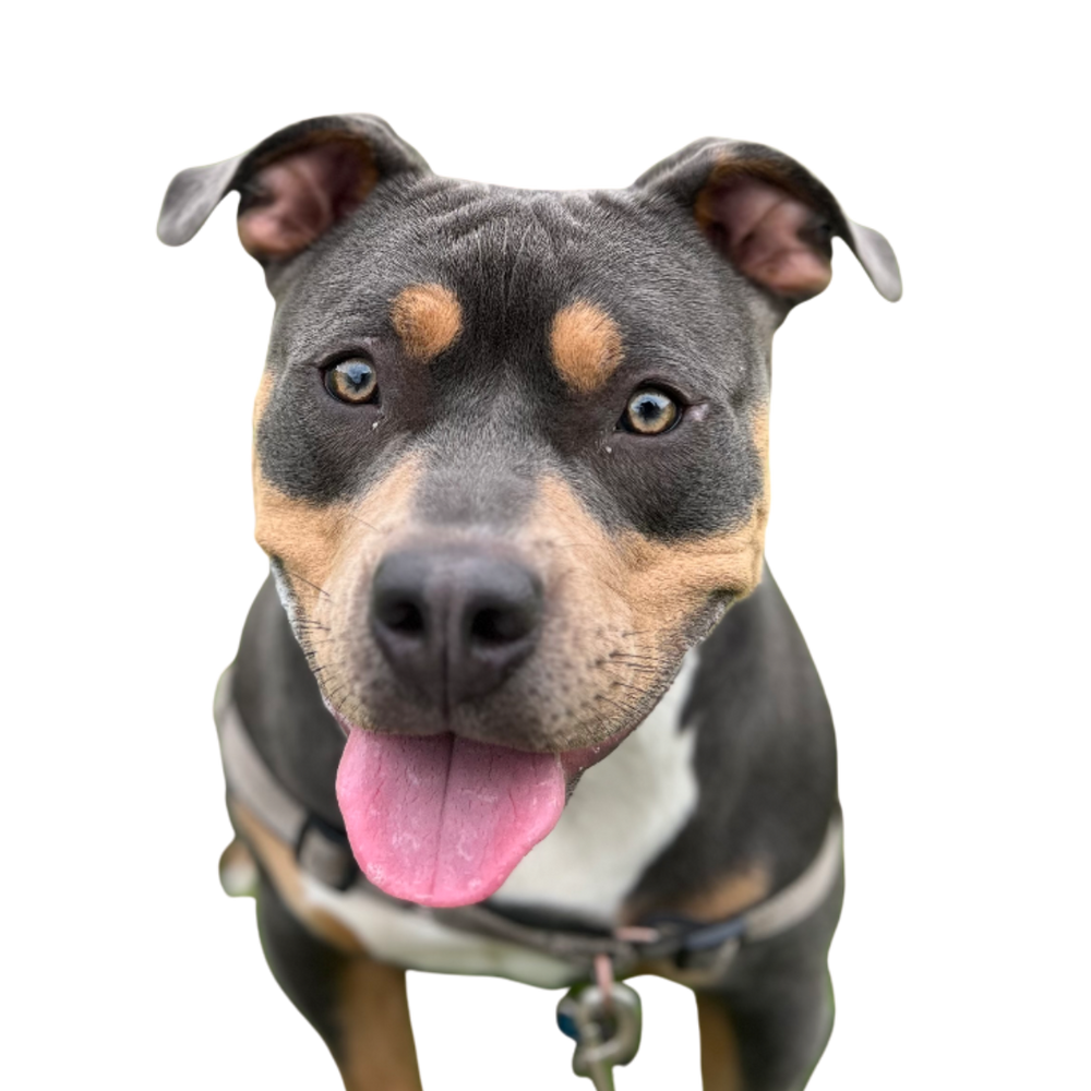 Classic - Full Color